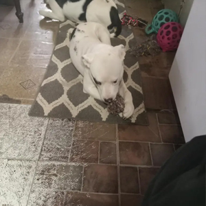 How This Small, Lightweight Device Ends All My Dog's Bad Behaviors In ...