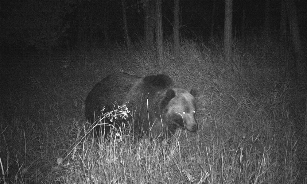 How This Revolutionary Night Vision Device helps American Hunters ...