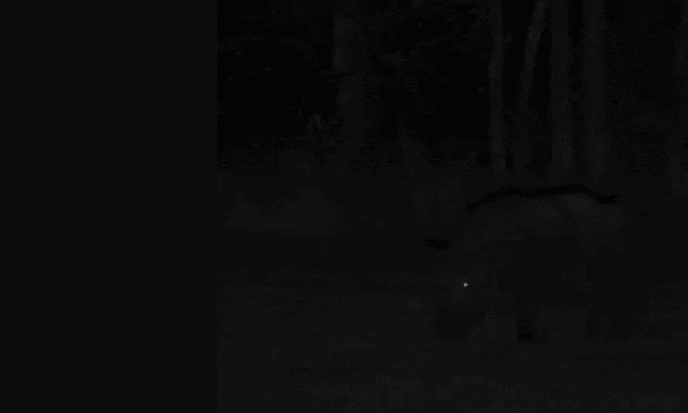 How This Revolutionary Night Vision Device helps American Hunters ...